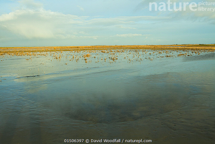Stock photo of Steart Marshes Wildfowl and Wetland Trust Nature Reserve ...