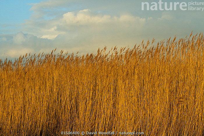 Stock photo of Common reed (Phragmities communis), Steart Marshes ...
