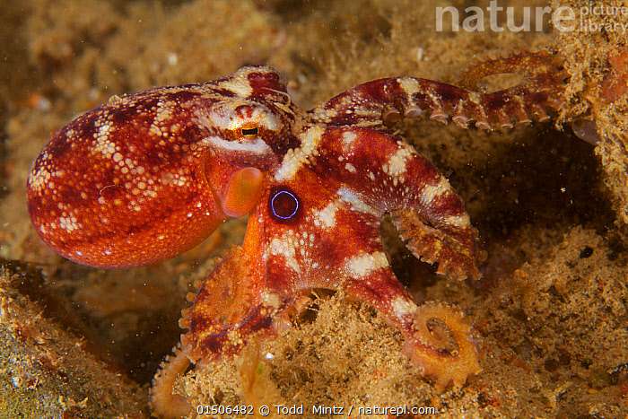 Stock photo of Poison ocellate octopus (Octopus mototi) Anilao ...