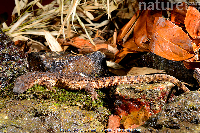 Stock photo of Earless monitor lizard (Lanthanotus borneensis) venomous ...