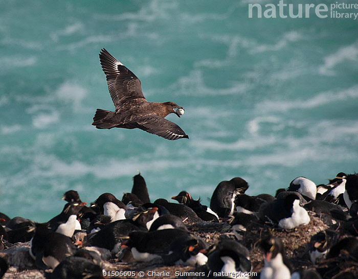 Stock photo of Brown skua (Stercorarius antarcticus antarcticus) flying over a Southern ...