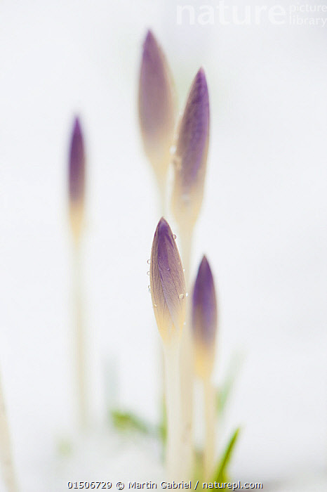 Stock photo of Firefly crocus (Crocus sieberi) flowers in snow, Bavaria ...