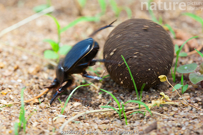 Stock photo of Dung beetle (Scarabaeidae) rolling dung, blurred motions ...