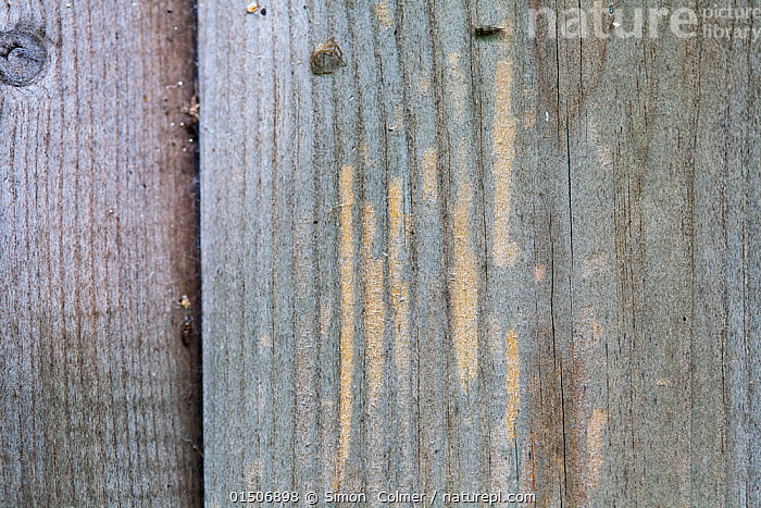 Stock photo of Planks on building showing feeding marks of wasps and ...