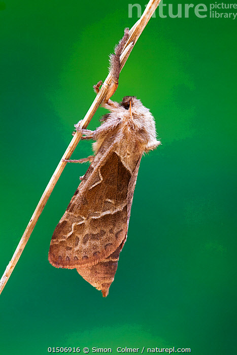 Stock photo of Orange swift moth (Hepialus sylvina) August.. Available ...