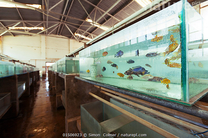 Stock photo of Tanks used for breeding Malawi cichlid ...