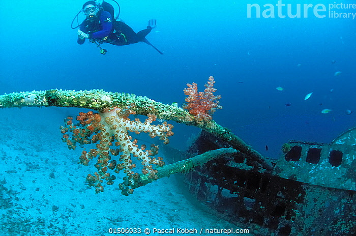 Stock photo of Diver on Kalipayan wreck with soft corals ...