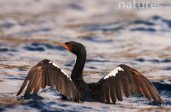 Stock photo of Bounty shag (Phalacrocorax ranfurlyi) stretching wings ...