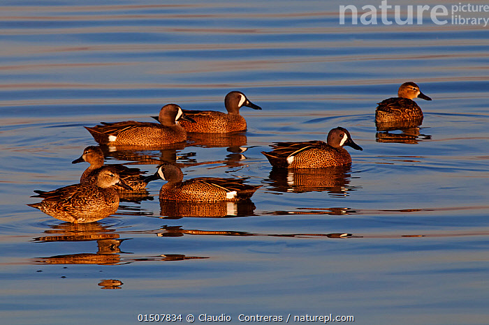 Stock photo of Blue-winged teal (Anas discors) group of four males and ...