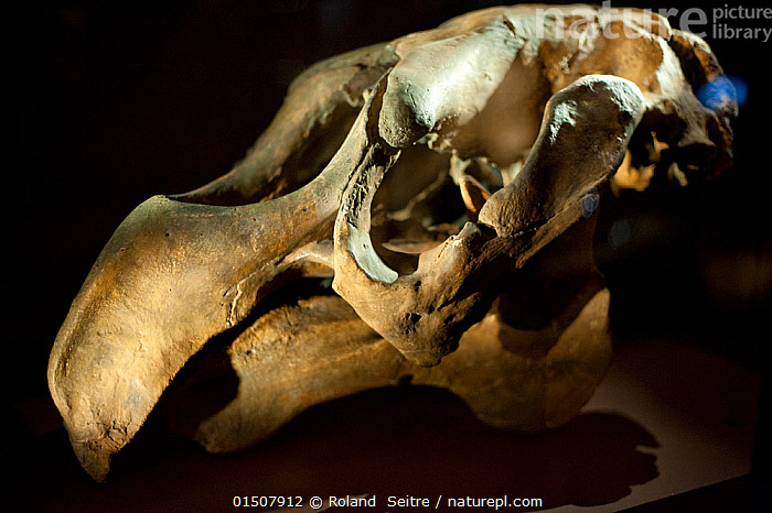 Stock photo of Skull of Steller's sea cow (Hydrodamalis gigas) in the ...