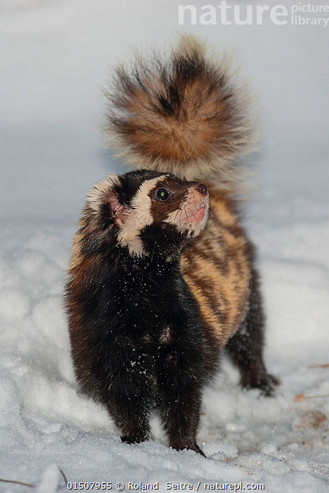 Stock photo of Marbled polecat (Vormela peregusna) in snow. Captive ...