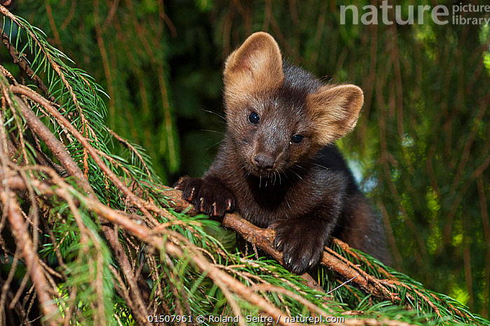 Stock photo of Sable marten (Martes zibellina) in conifer tree. Captive ...