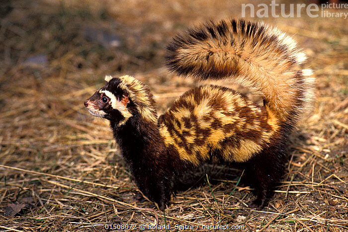 Stock photo of Marbled polecat (Vormela peregusna) alert with tail ...