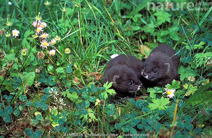 Stock photo of European mink (Mustela lutreola) babies at captive ...