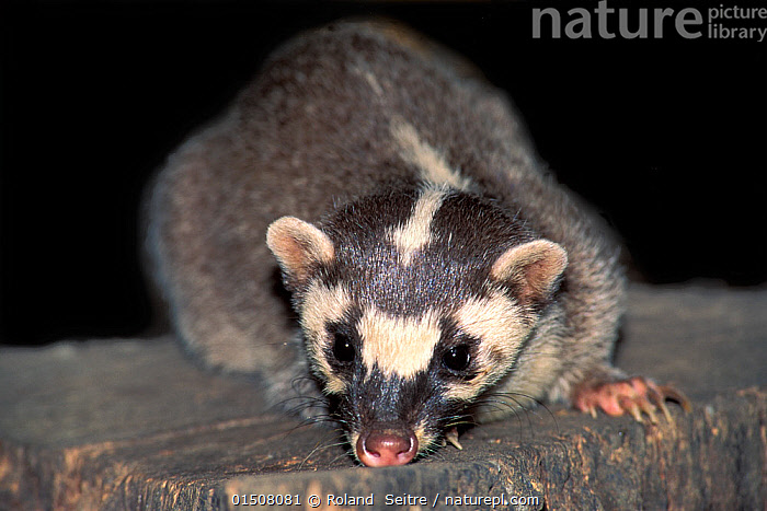 Stock photo of Burmese ferret-badger (Melogale personata). Captive ...