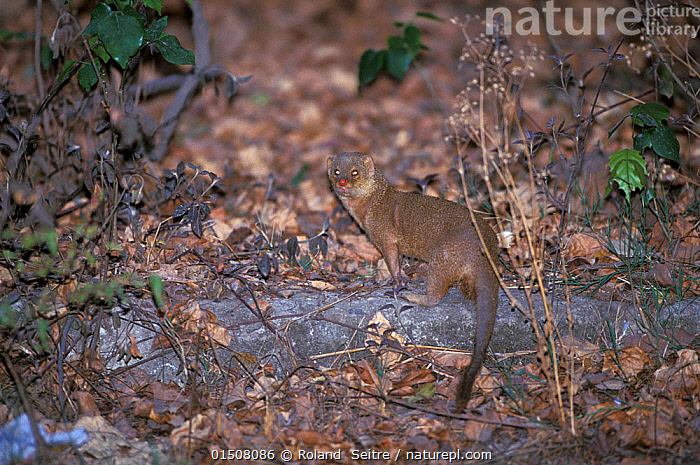Stock photo of Small Indian mongoose (Herpestes javanicus auropunctatus ...