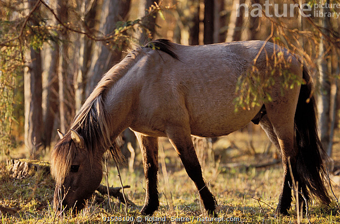 Stock photo of Wild horse grazing, bred to be similar to the extinct ...