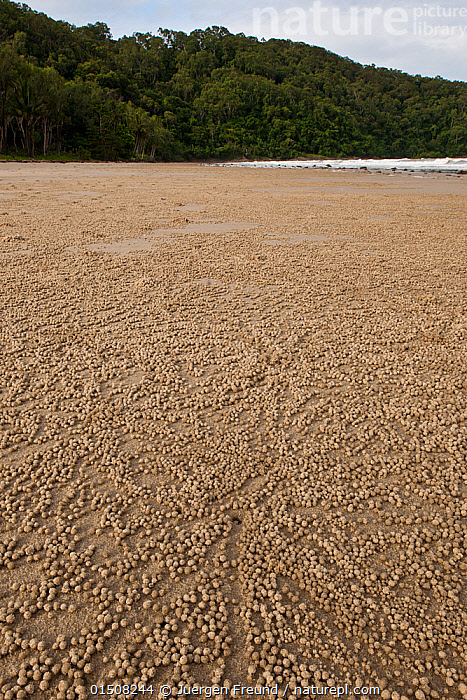 Stock photo of Sand bubbler crab (Dotillidae) sand pellets and holes on ...