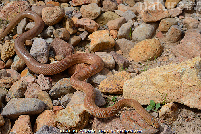 Stock photo of Baja California ratsnake (Bogertophis rosaliae) moving ...