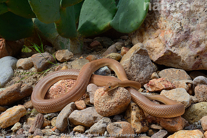 Stock photo of Baja California ratsnake (Bogertophis rosaliae) with ...