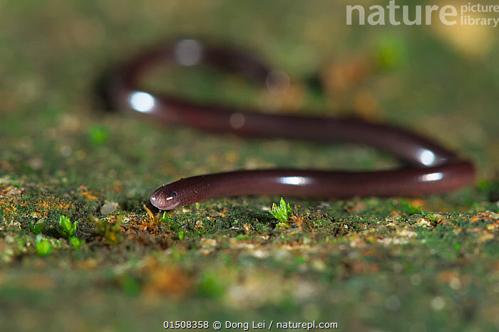 Stock photo of Brahminy blind snake (Ramphotyphlops braminus) Guangxi ...