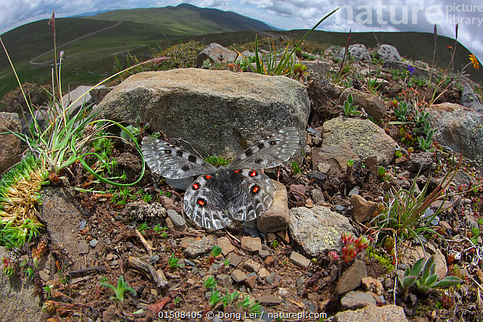 Stock photo of Mountain apollo butterfly (Parnassius apollo) melanistic ...