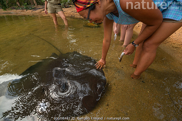 Stock photo of Freshwater whiprays (Himantura dalyensis) tourists ...