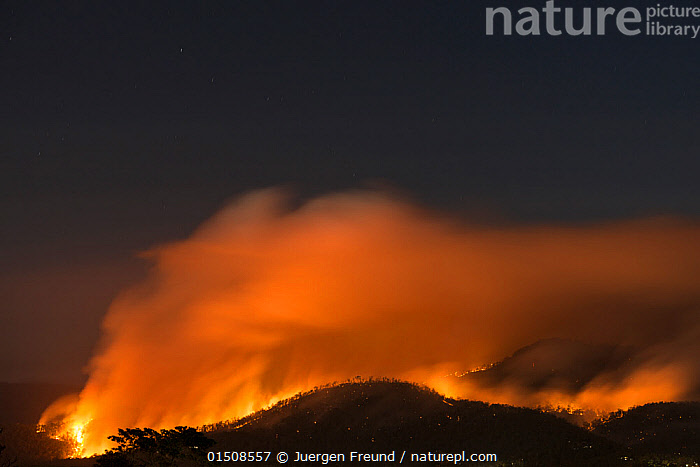Stock photo of Controlled bush fire as habitat management, at night ...