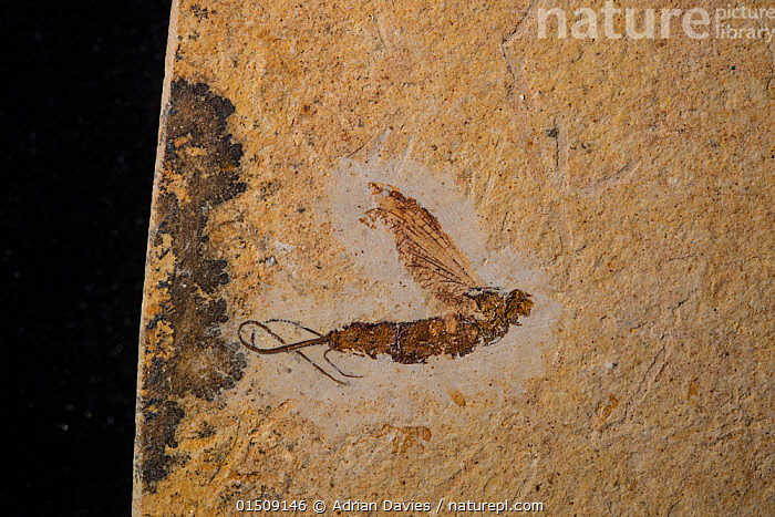 Stock photo of Fossil Mayfly, specimen approx 15mm long. Lower ...