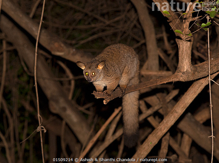 Stock photo of Thick-tailed galago (Otolemur crassicaudatus) at night ...