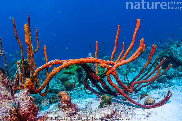 Stock photo of Erect rope sponge (Amphimedon compressa) Bonaire ...