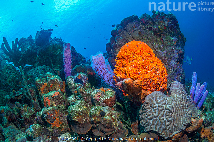 Stock photo of Coral reef scenery with Orange elephant ear sponge ...