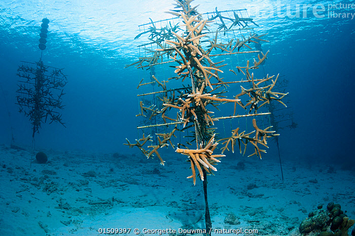 Stock photo of Coral line nursery with Acropora corals grown to ...