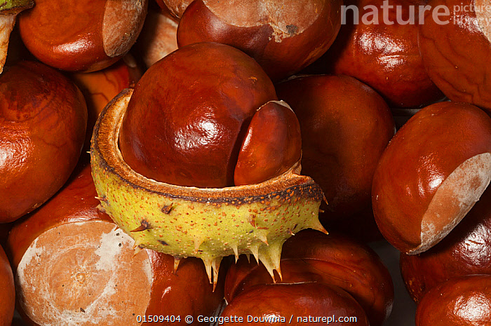 Stock photo of Horse chestnuts (Aesculus hippocastanum) conkers, UK ...