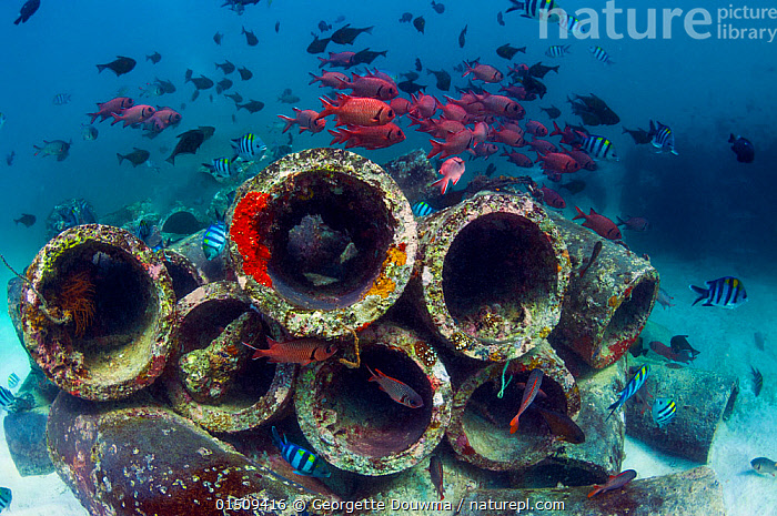 Stock photo of Mixture of Soldierfish (Myripristis) over cement pipes ...