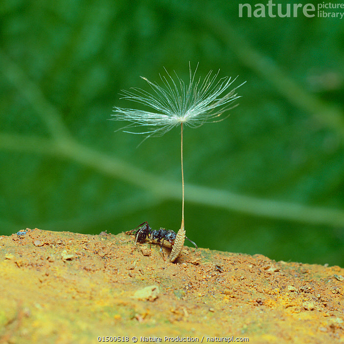 Stock photo of Kuronagaari ant (Messor aciculatus) carrying dandelion ...