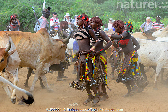 Stock photo of Jumping of the bulls Hamer ceremony. This Hamer ceremony ...