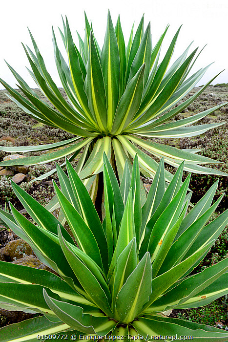 Stock photo of Giant lobelia (Lobelia rhynchopetalum), . Sanetti ...