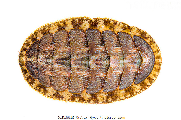 Stock photo of Common chiton (Lepidochitona cinerea) photographed ...