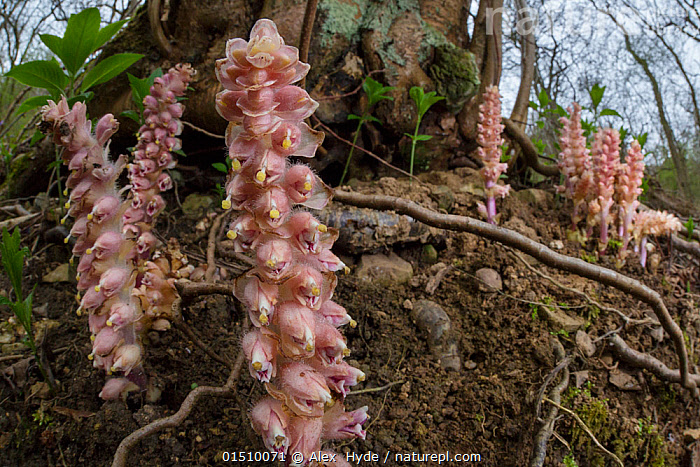Stock photo of Toothwort / Corpse flower (Lathraea squamaria) flowering ...
