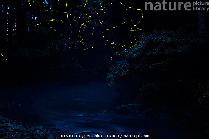 Stock photo of Light trails of Japanese fireflies (Luciola cruciata) at ...