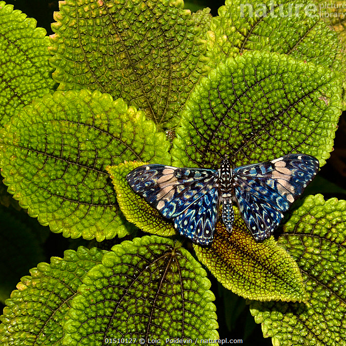 Stock photo of Red cracker butterfly (Hamadryas amphinome) captive ...