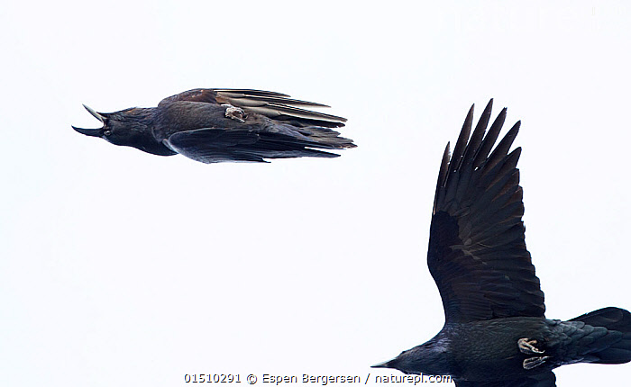 Stock photo of Common ravens (Corvus corax) in courtship display ...