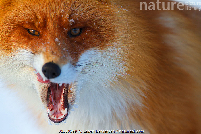 Stock photo of Red fox (Vulpes vulpes) yawning, close up portrait ...
