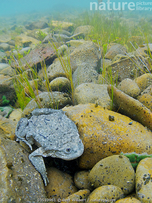 Stock photo of Titicaca water frog (Telmatobius culeus) underwater ...