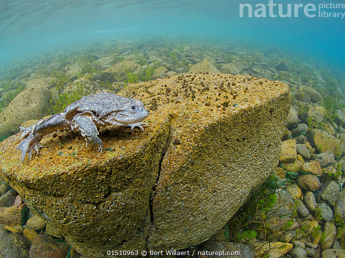 Stock photo of Titicaca water frog (Telmatobius culeus) underwater ...