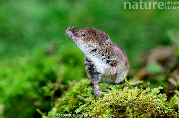 Stock photo of Adult Common shrew (Sorex araneus) looking around on a ...