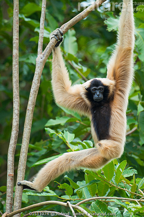 Stock photo of Pileated gibbon (Hylobates pileatus) female climbing ...