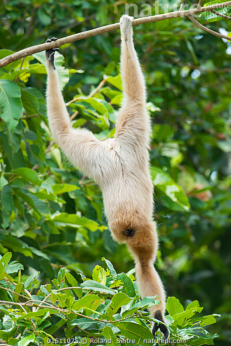 Stock photo of Pileated gibbon (Hylobates pileatus) female hanging ...