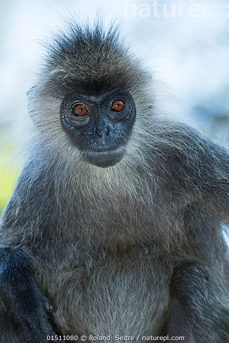 Stock photo of Indochinese silvered langur (Trachypithecus germaini ...